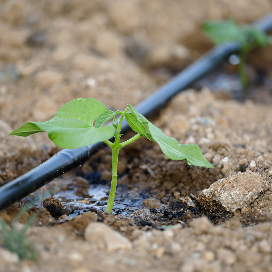 Drip Irrigation Setup for Santa Cruz Gardens | Beginner Guide ...