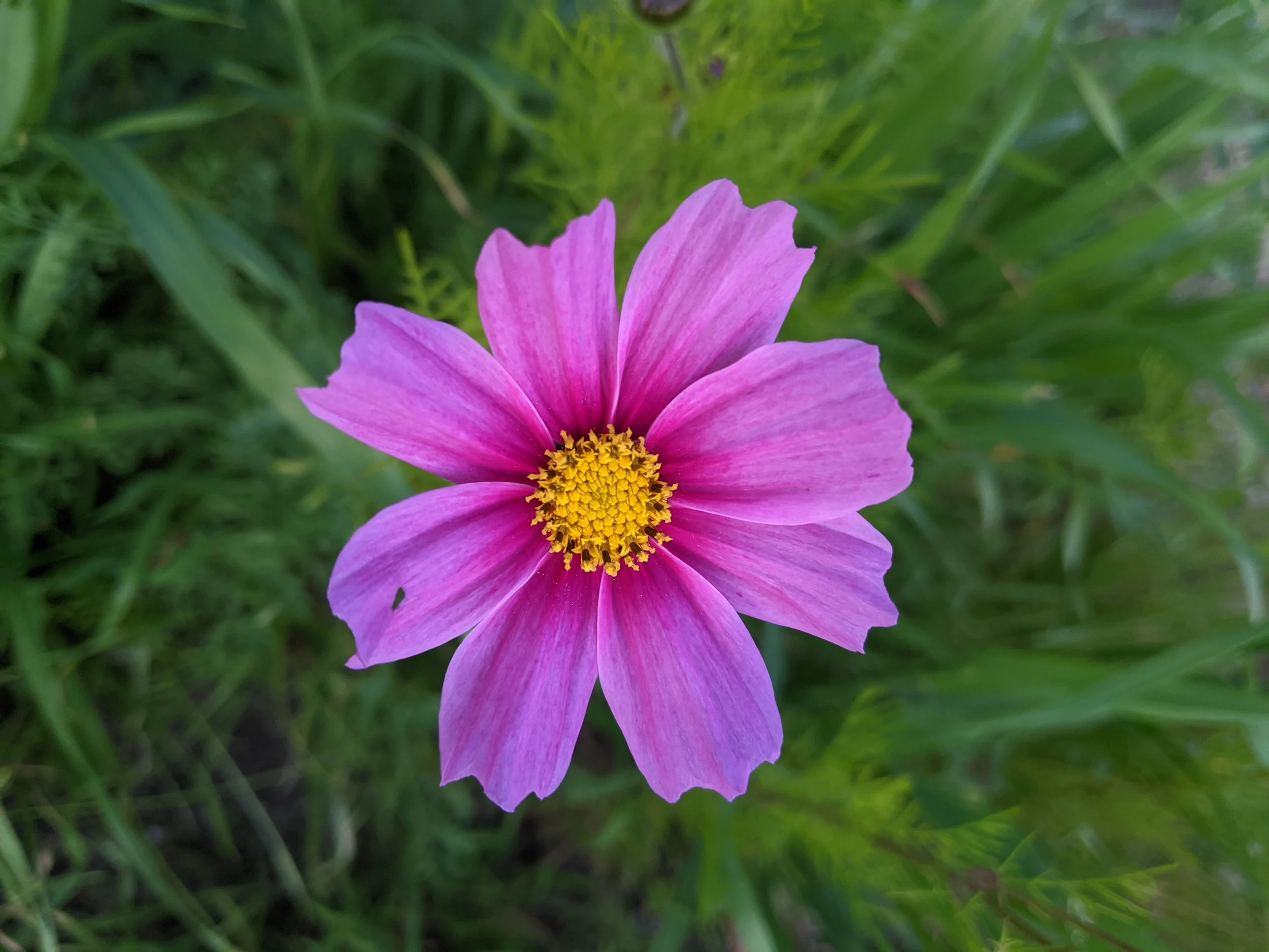 Growing Cosmos in Santa Cruz County | Easy Flower Guide