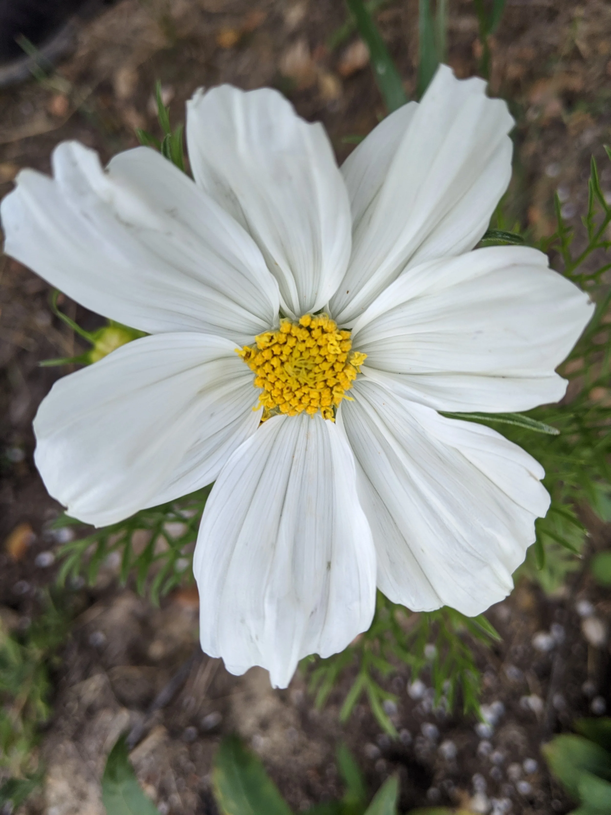 Growing Cosmos in Santa Cruz County | Easy Flower Guide
