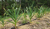Does Planting Garlic Around Roses Stop Aphids?