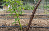 Primocane vs Floricane Raspberries: Which Type for California ...
