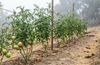 Dry-Farmed Tomatoes in Santa Cruz: Growing Intense Flavor with Less Water