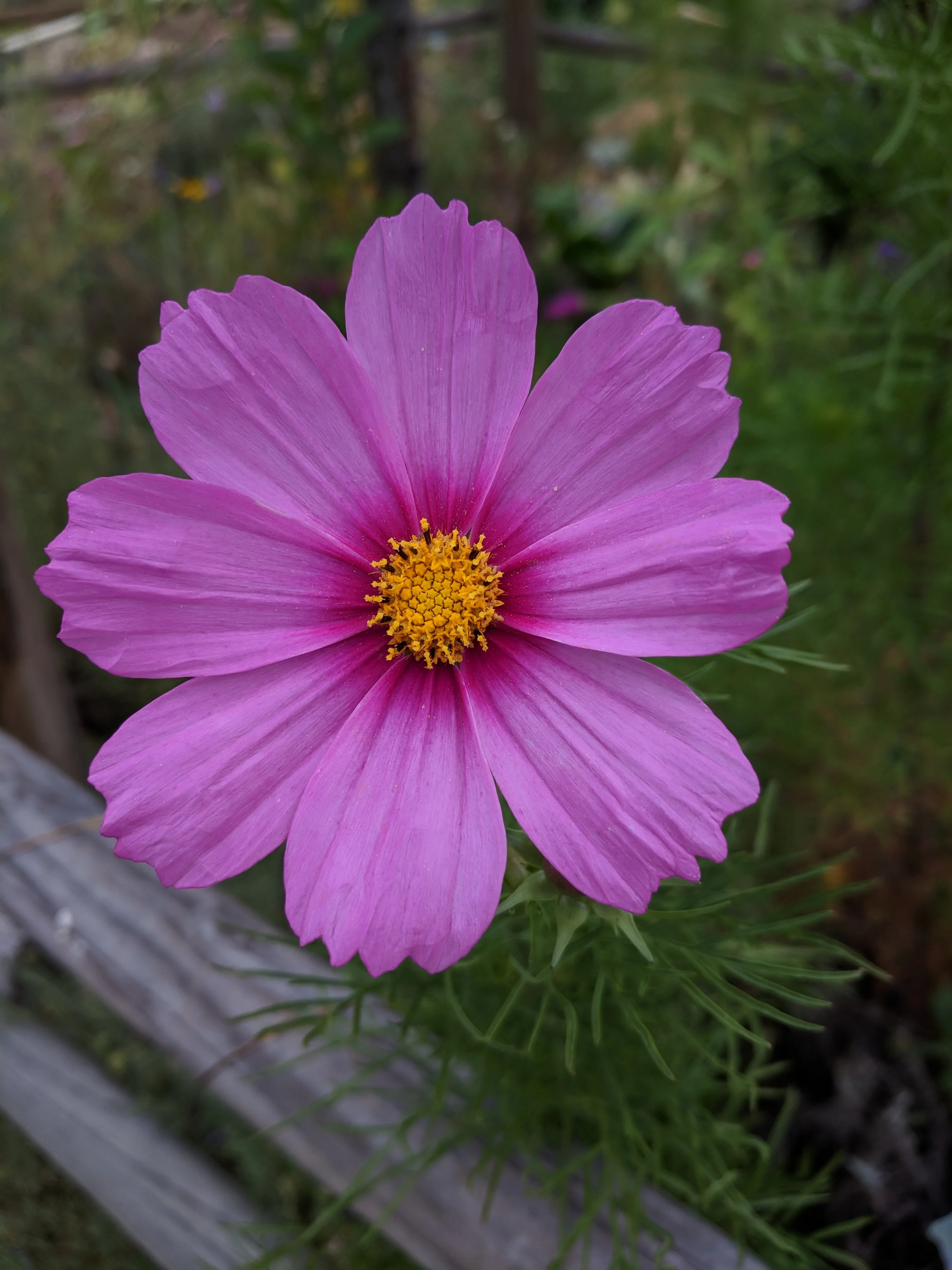Growing Cosmos in Santa Cruz County | Easy Flower Guide