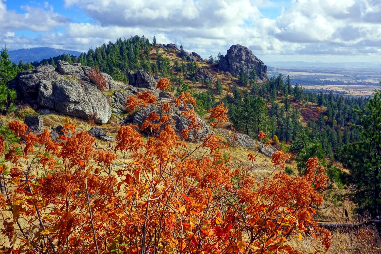 Dishman Hills — NORTHWEST COMMUNITY FORESTS