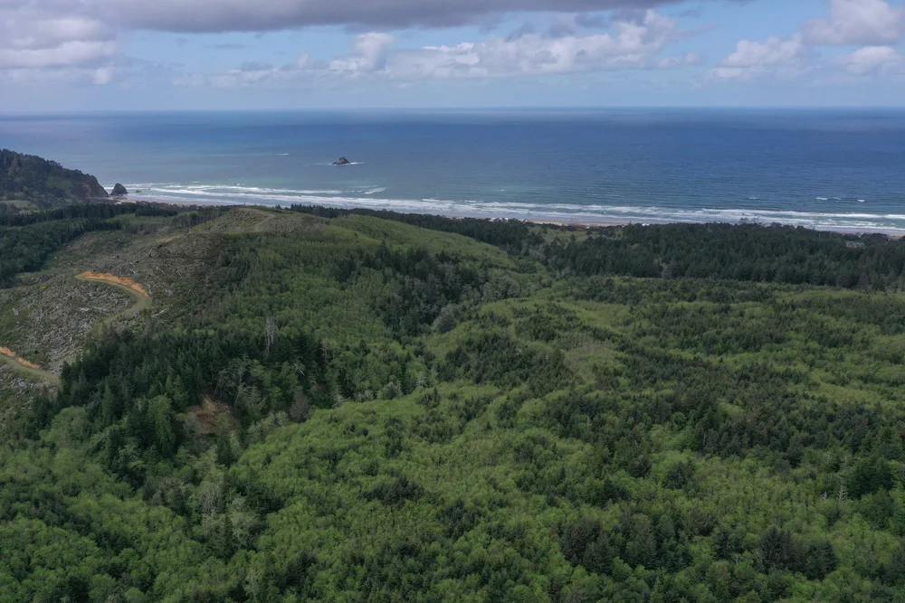 Arch Cape Forest — NORTHWEST COMMUNITY FORESTS