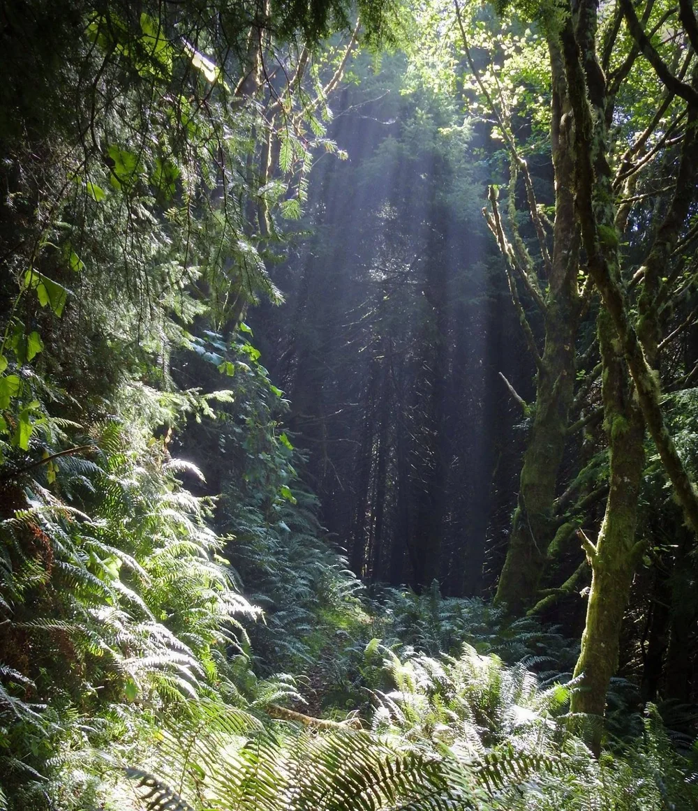 Leveraging the Cape Meares Community Forest — NORTHWEST COMMUNITY FORESTS
