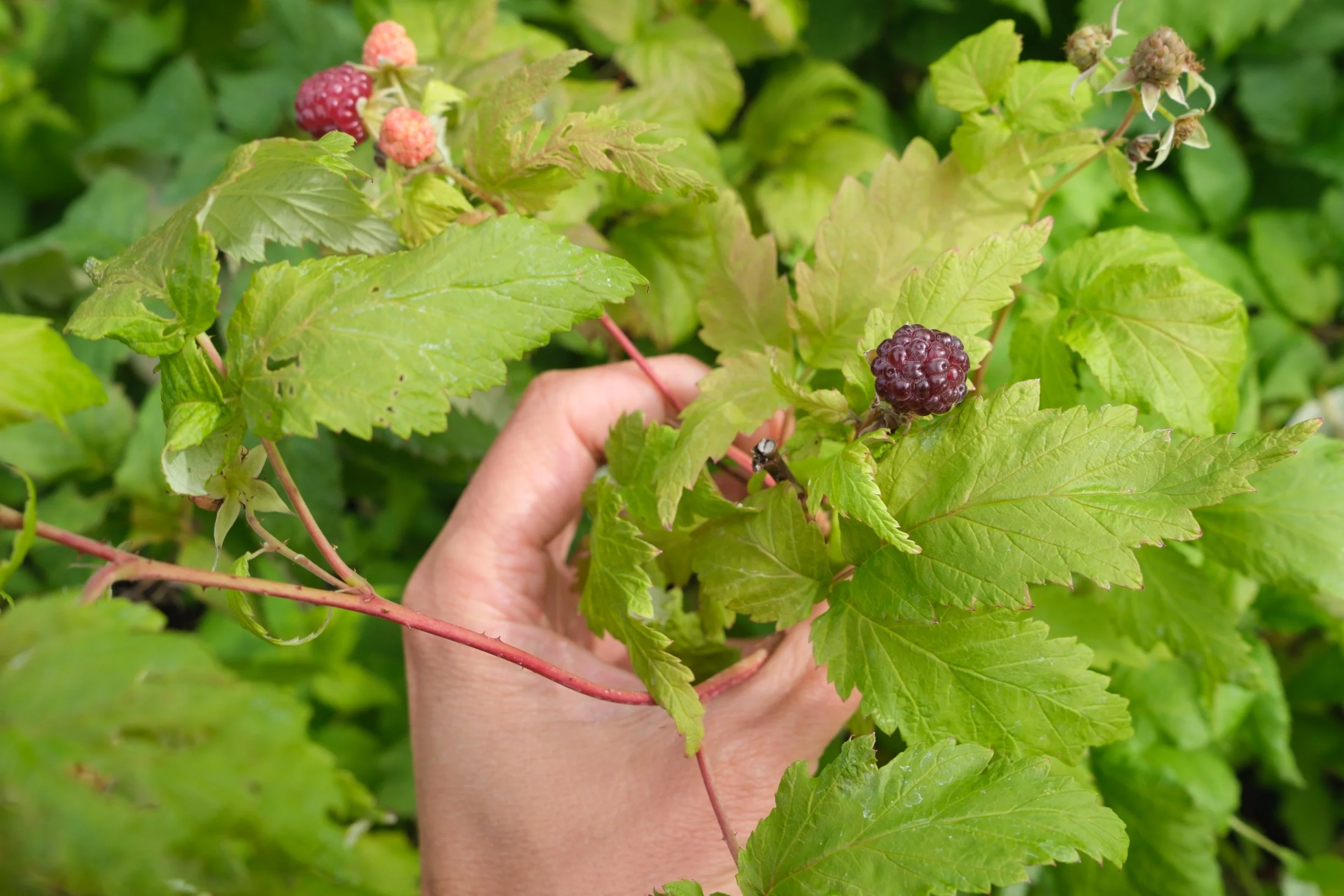 Visiting Bois de Rode Bos - a tree nursery in agroforestry — amanacamera