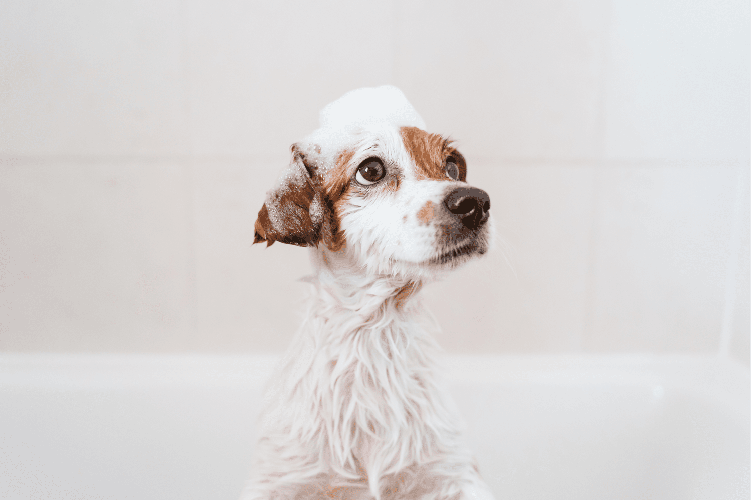 Groom — Paws Oasis