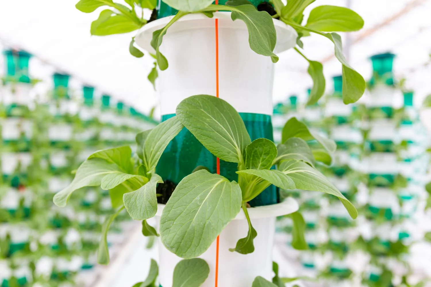 Why invest in controlled environment agriculture — Shockingly Fresh