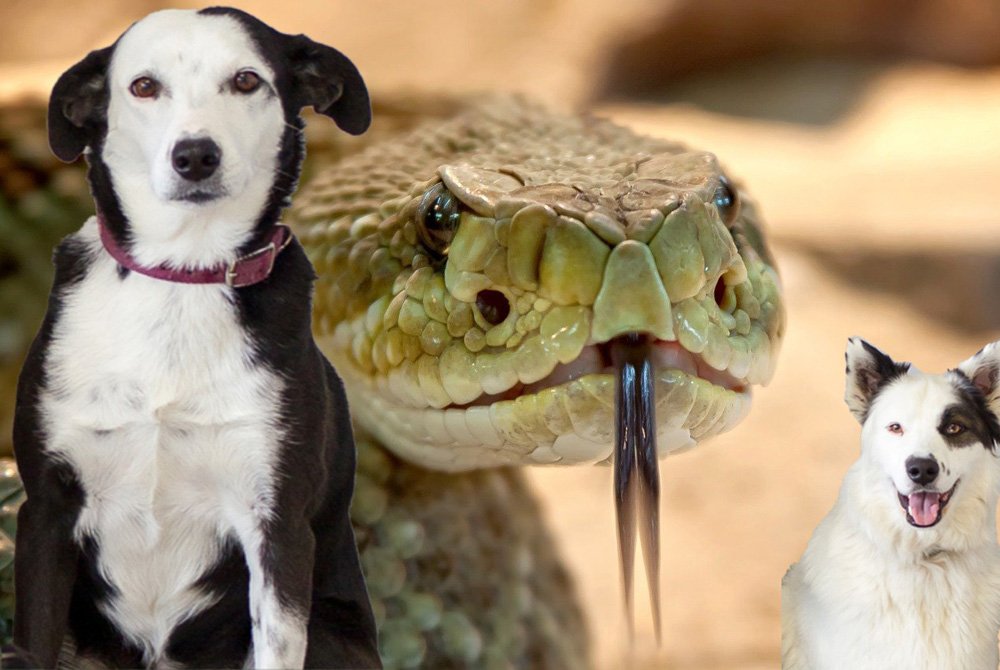 Events — Animal Samaritans