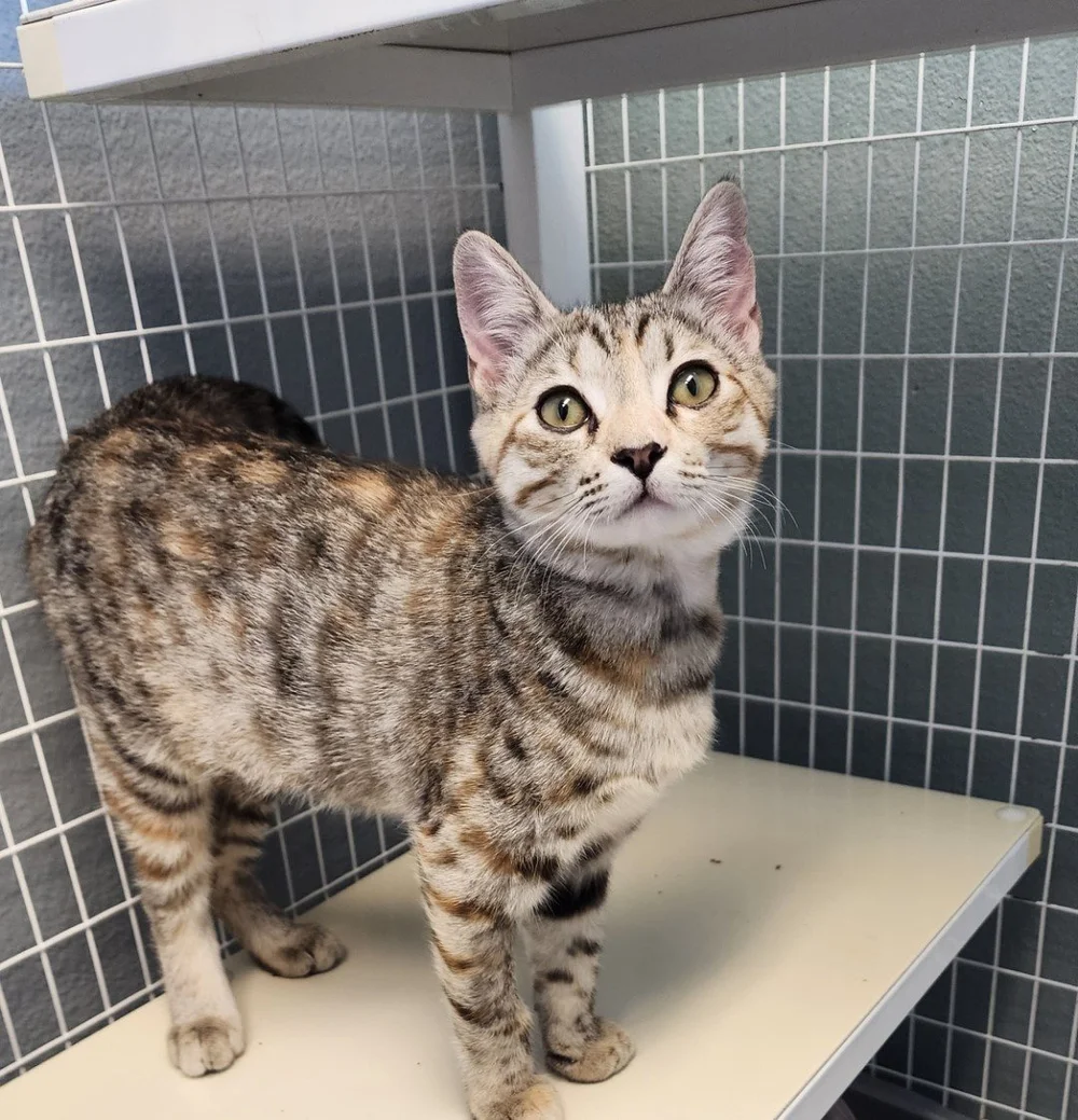 Shelter — Animal Samaritans