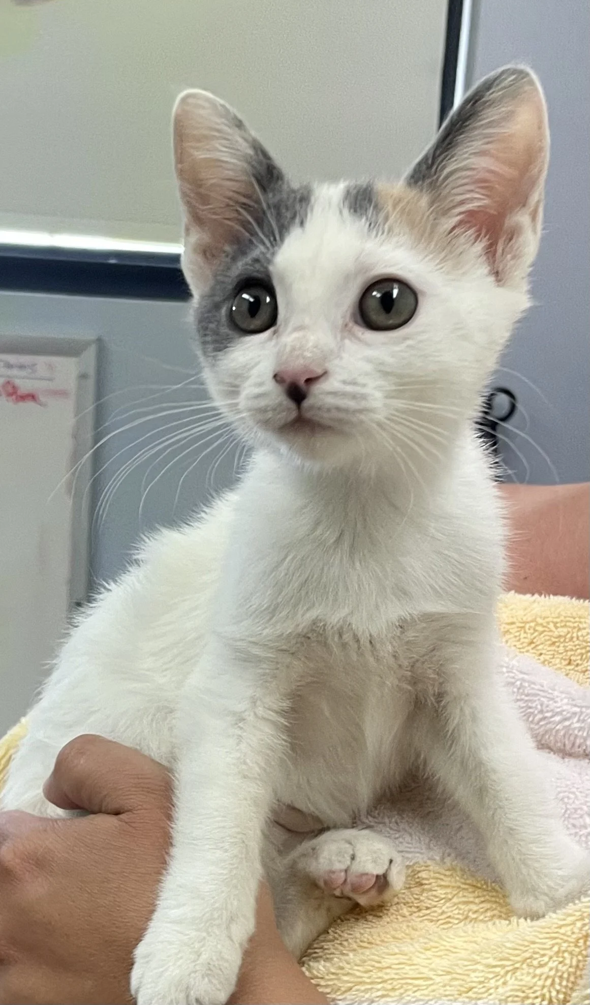 Shelter — Animal Samaritans