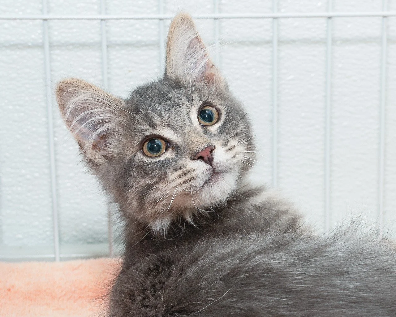 Shelter — Animal Samaritans