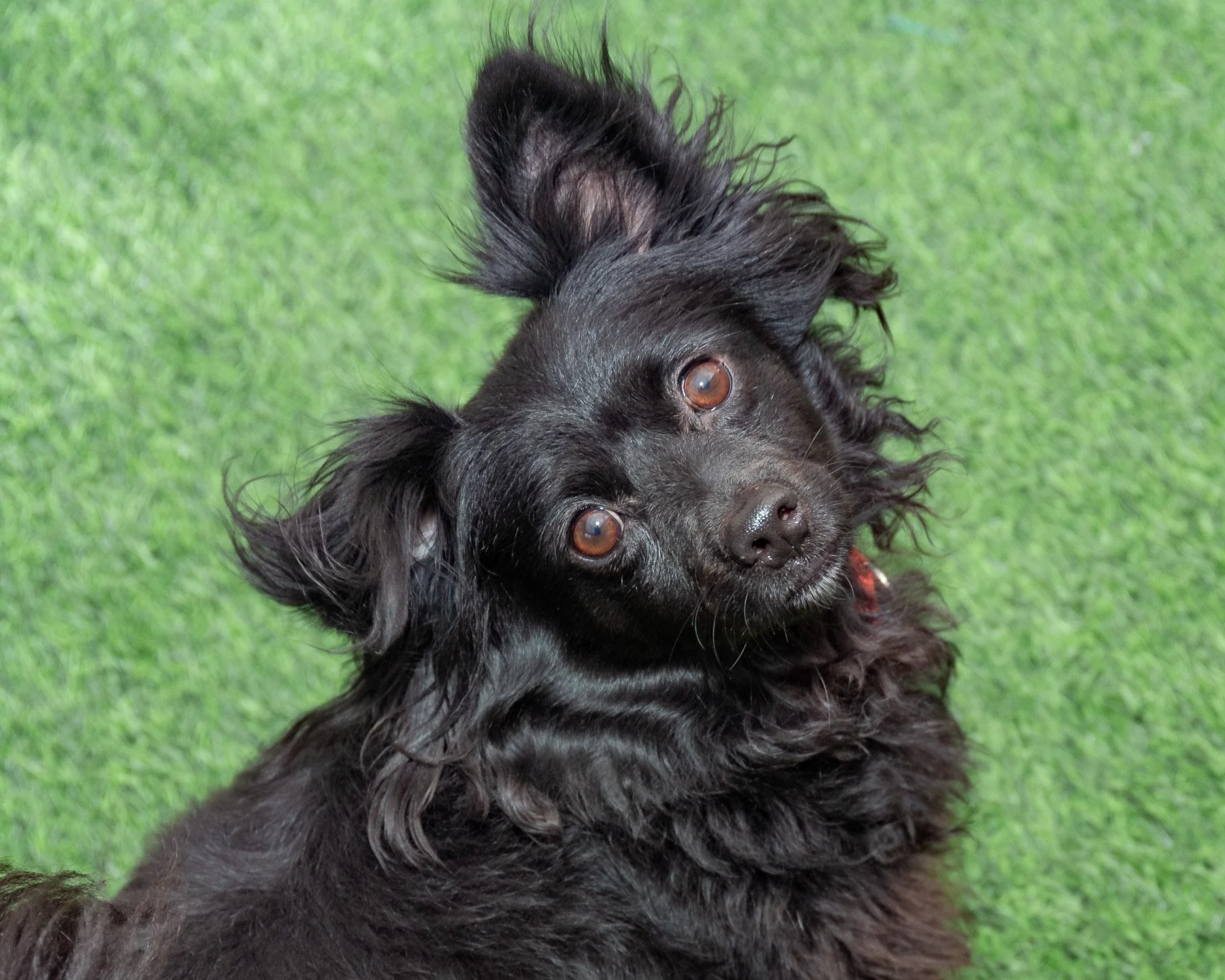 Adopt a Pet in the Coachella Valley — Animal Samaritans