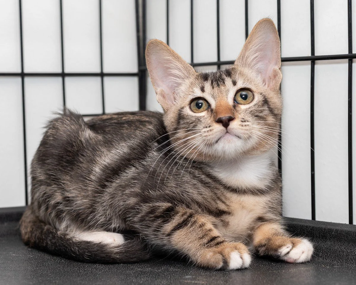 Pepperoni — Animal Samaritans