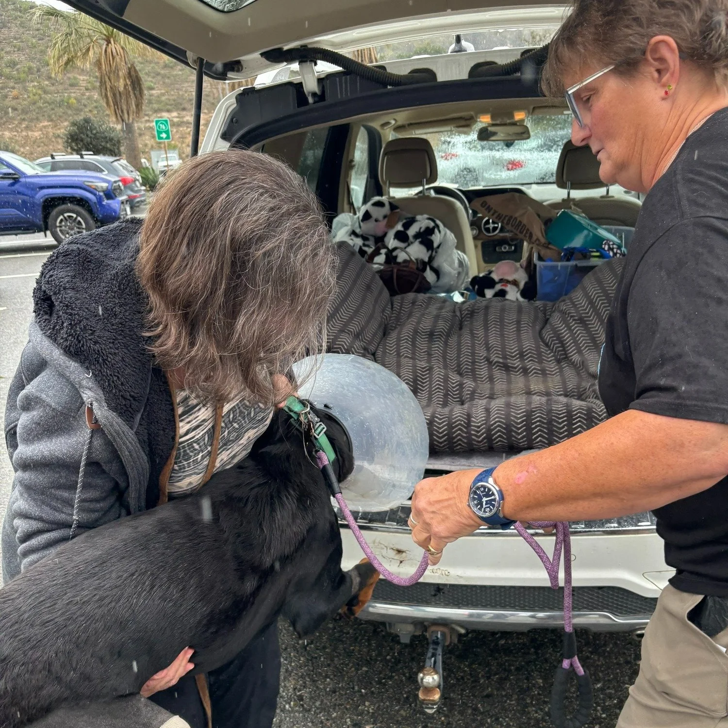 Southern California Animal Rescue — Animal Samaritans