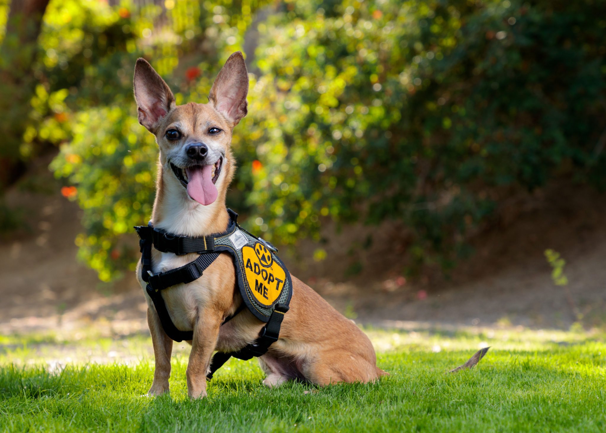 What We Do — Animal Samaritans