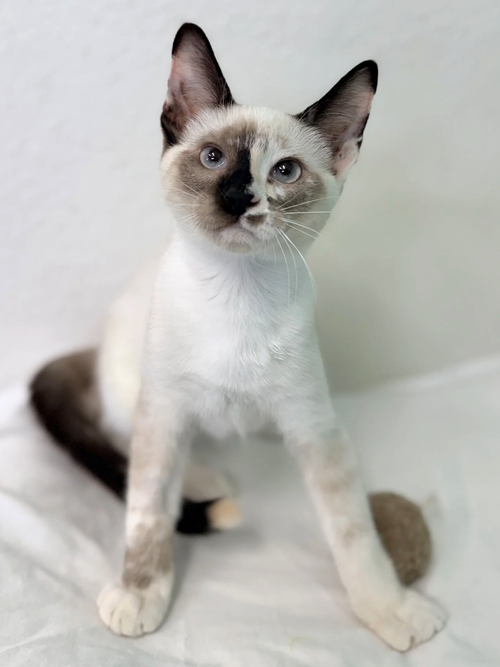 Margarita — Animal Samaritans