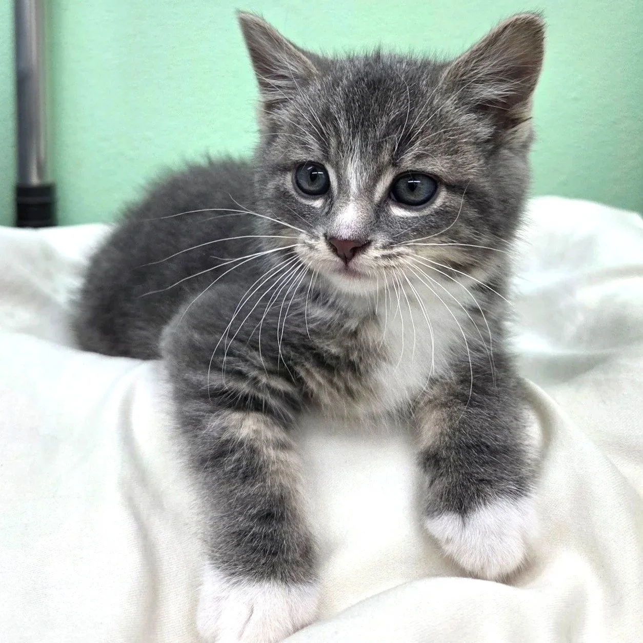 Tinsel — Animal Samaritans