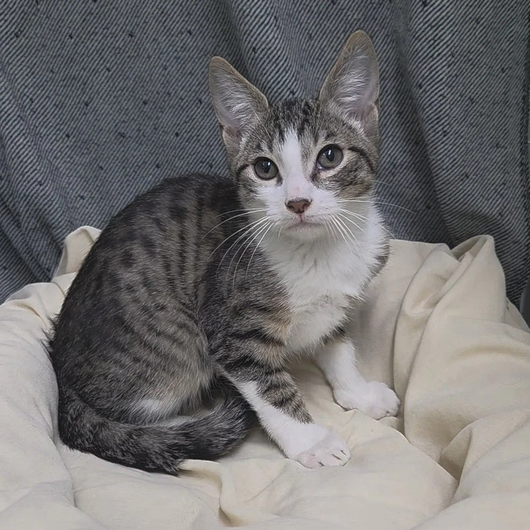 Roo — Animal Samaritans