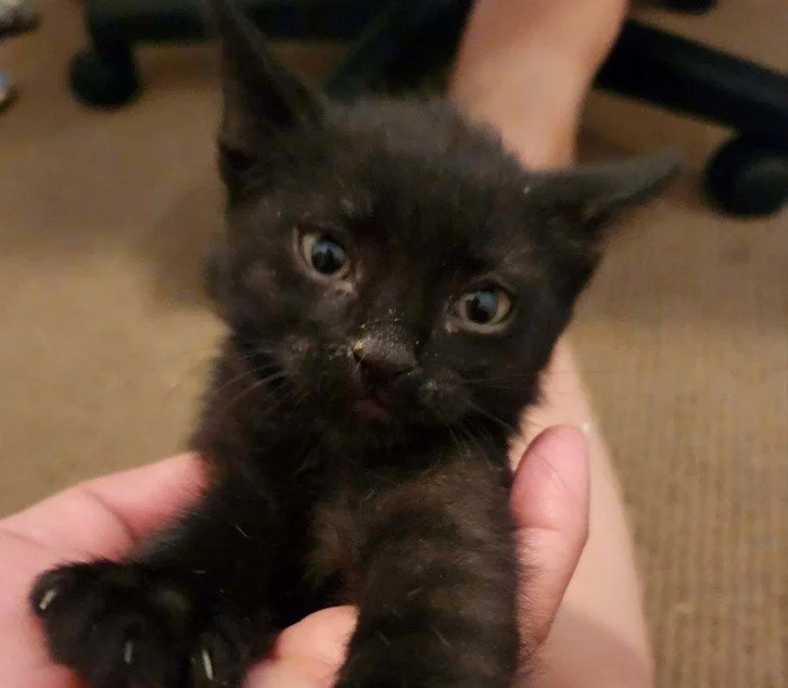 Foster an Animal — Animal Samaritans