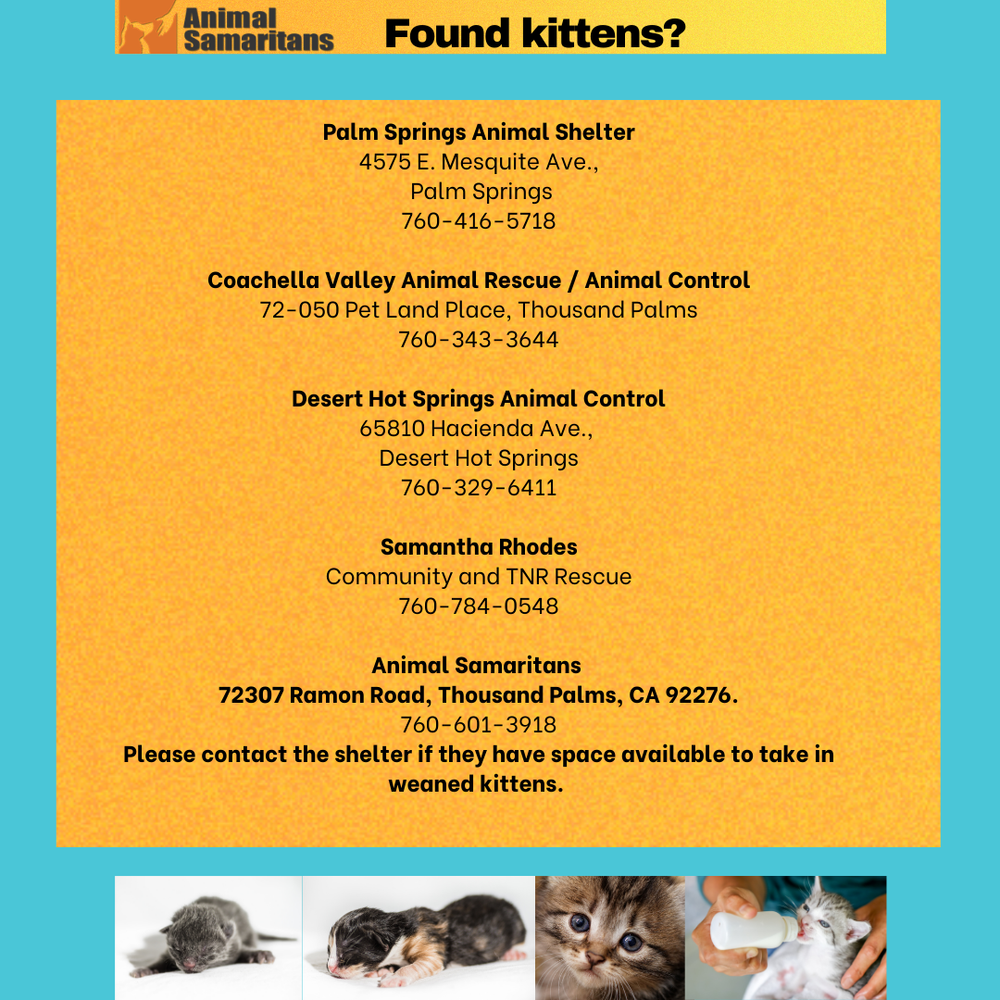 Foster an Animal in Greater Palm Springs — Animal Samaritans
