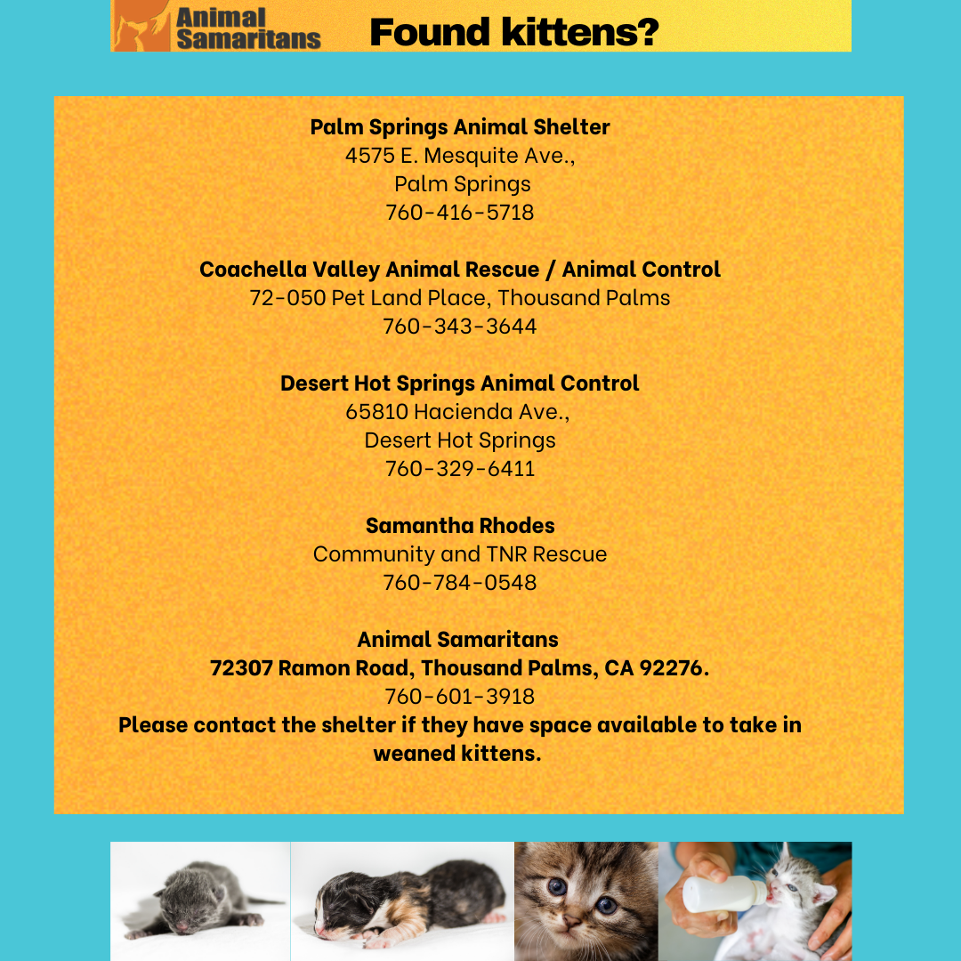 Foster an Animal in Greater Palm Springs — Animal Samaritans