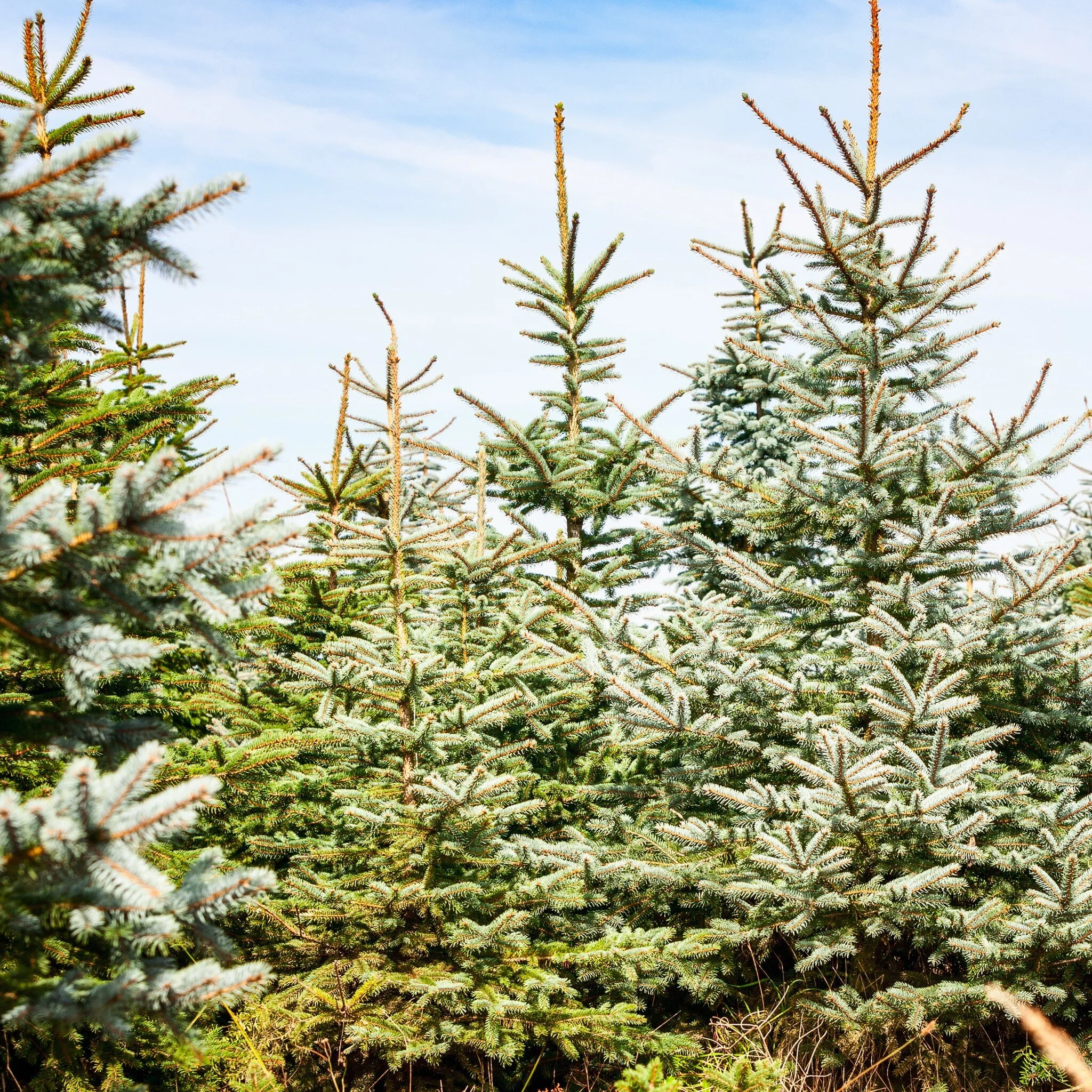 Minnetonka Orchard Official Website | Apples, Wedding and Event Venues ...