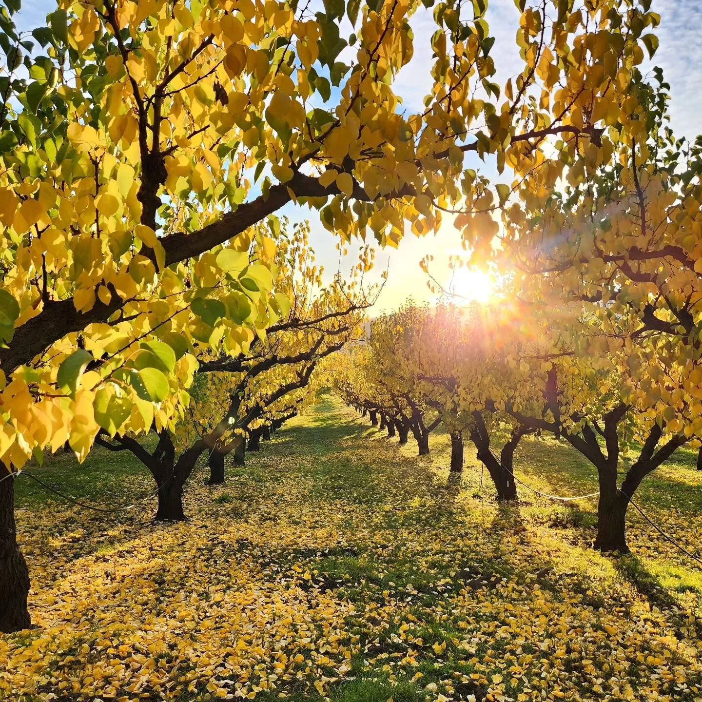 Cliffside Orchard Kettle Falls, WA