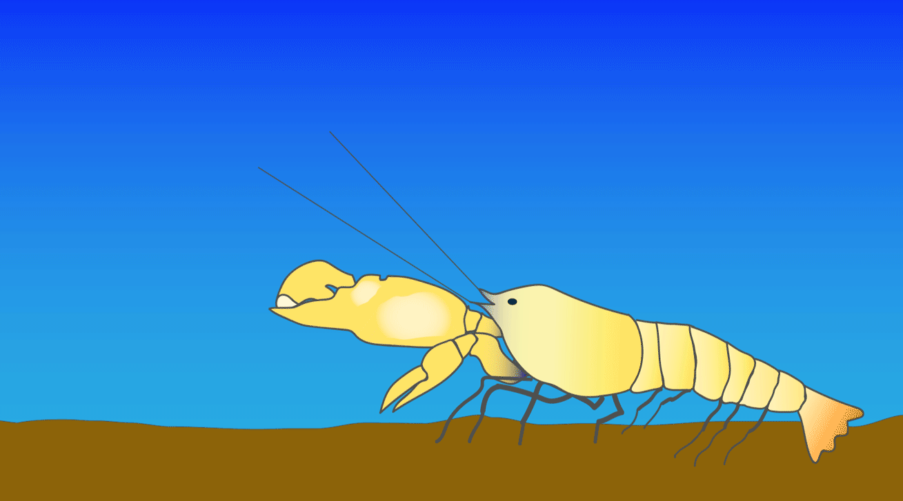 Pistol Shrimp Gif