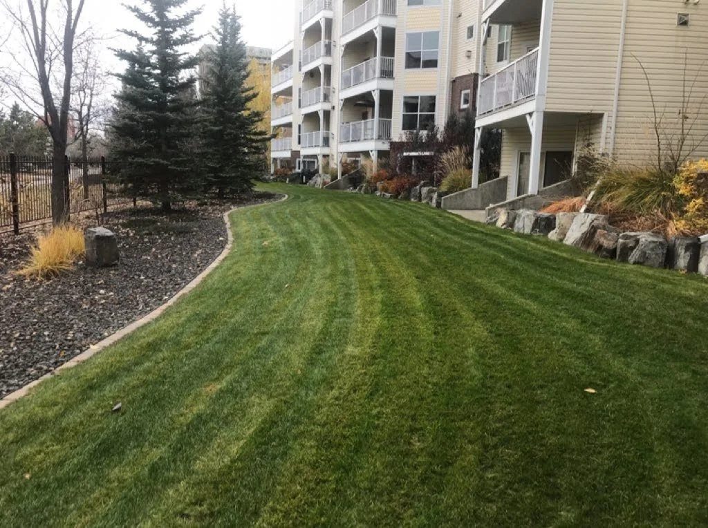 Get a Lush, Green Lawn with Our Professional Sod Installation Services ...