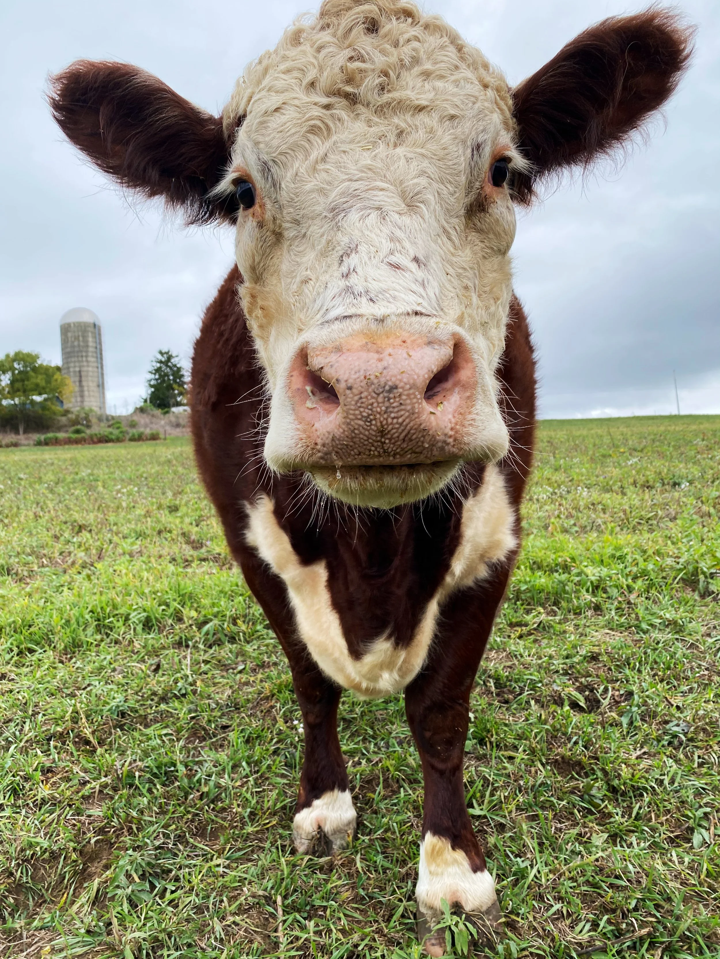 The Sanctuary — HEAL Animal Rescue