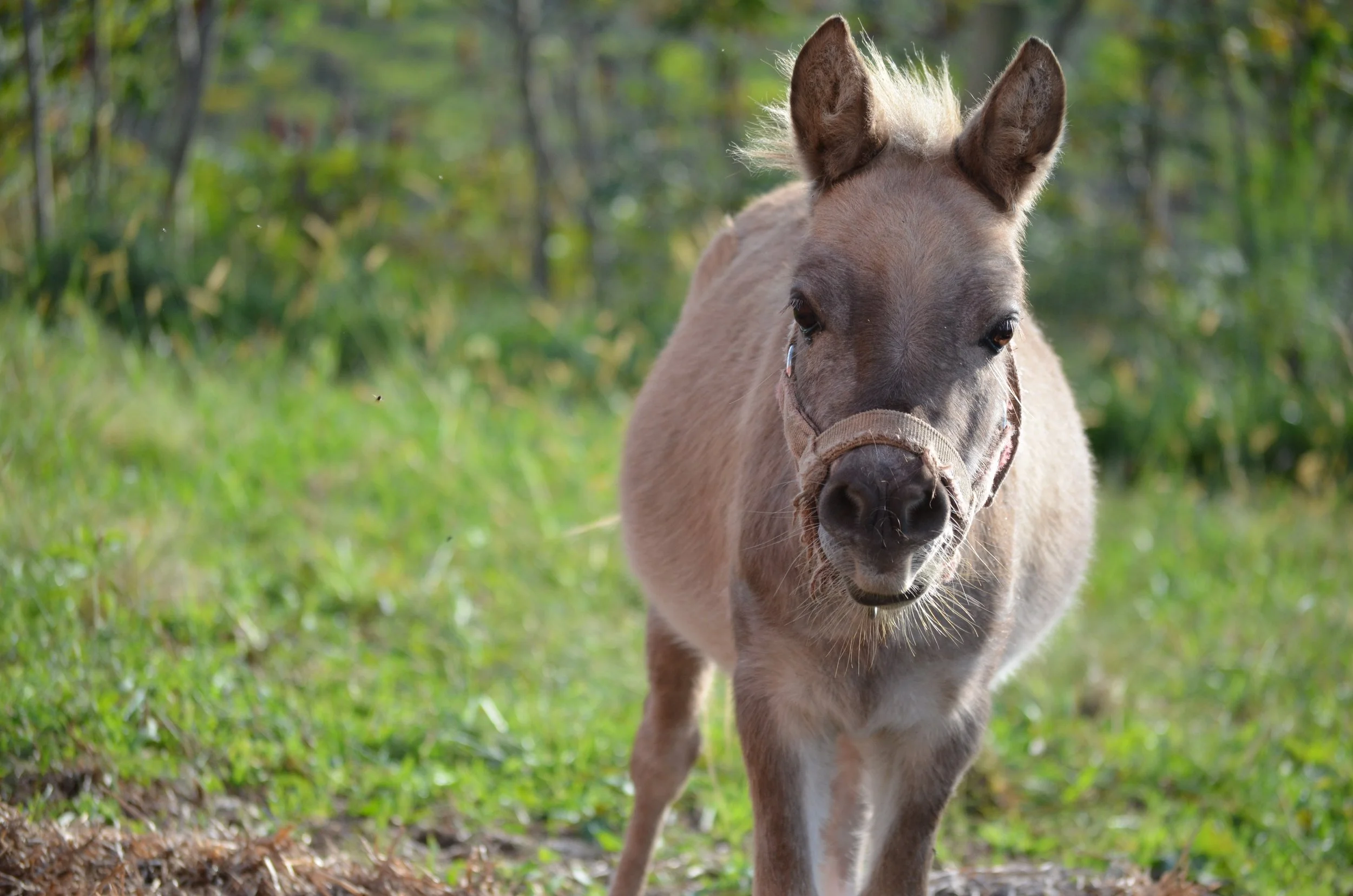 The Sanctuary — HEAL Animal Rescue