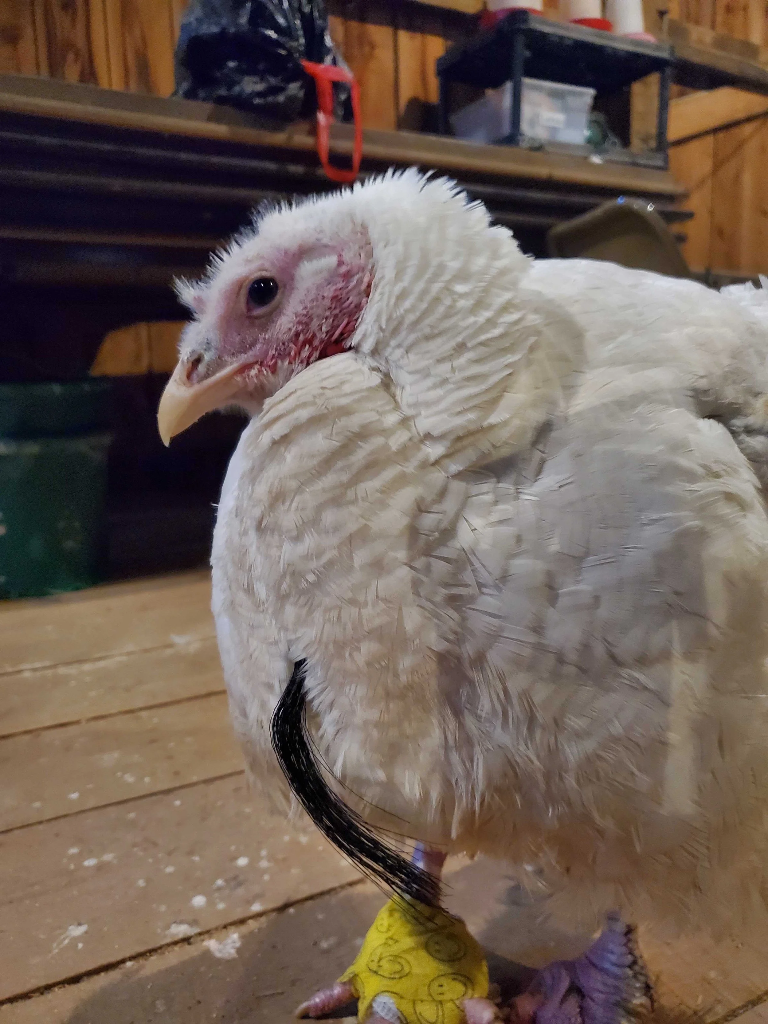 The Sanctuary — HEAL Animal Rescue