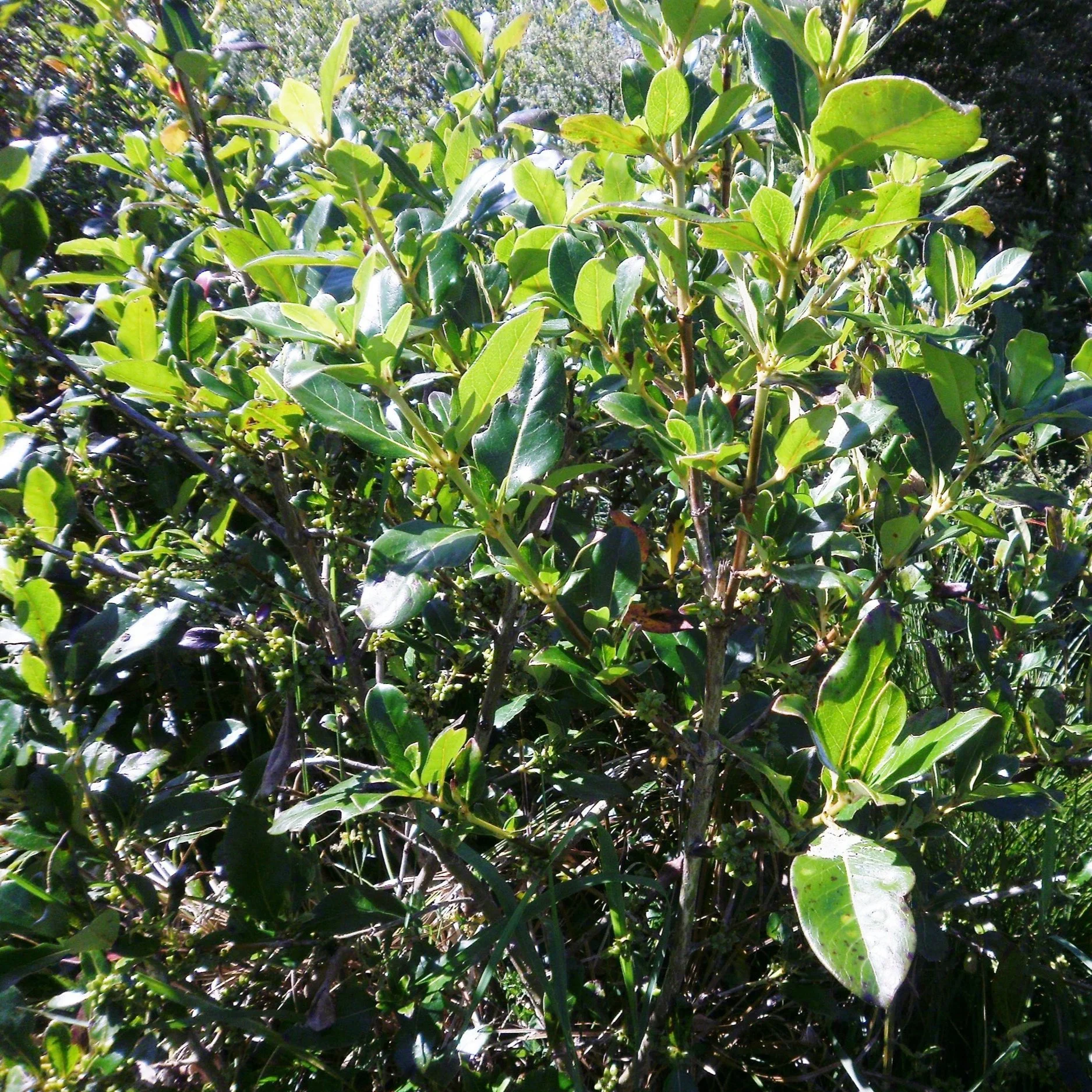 Plants — Natives NZ