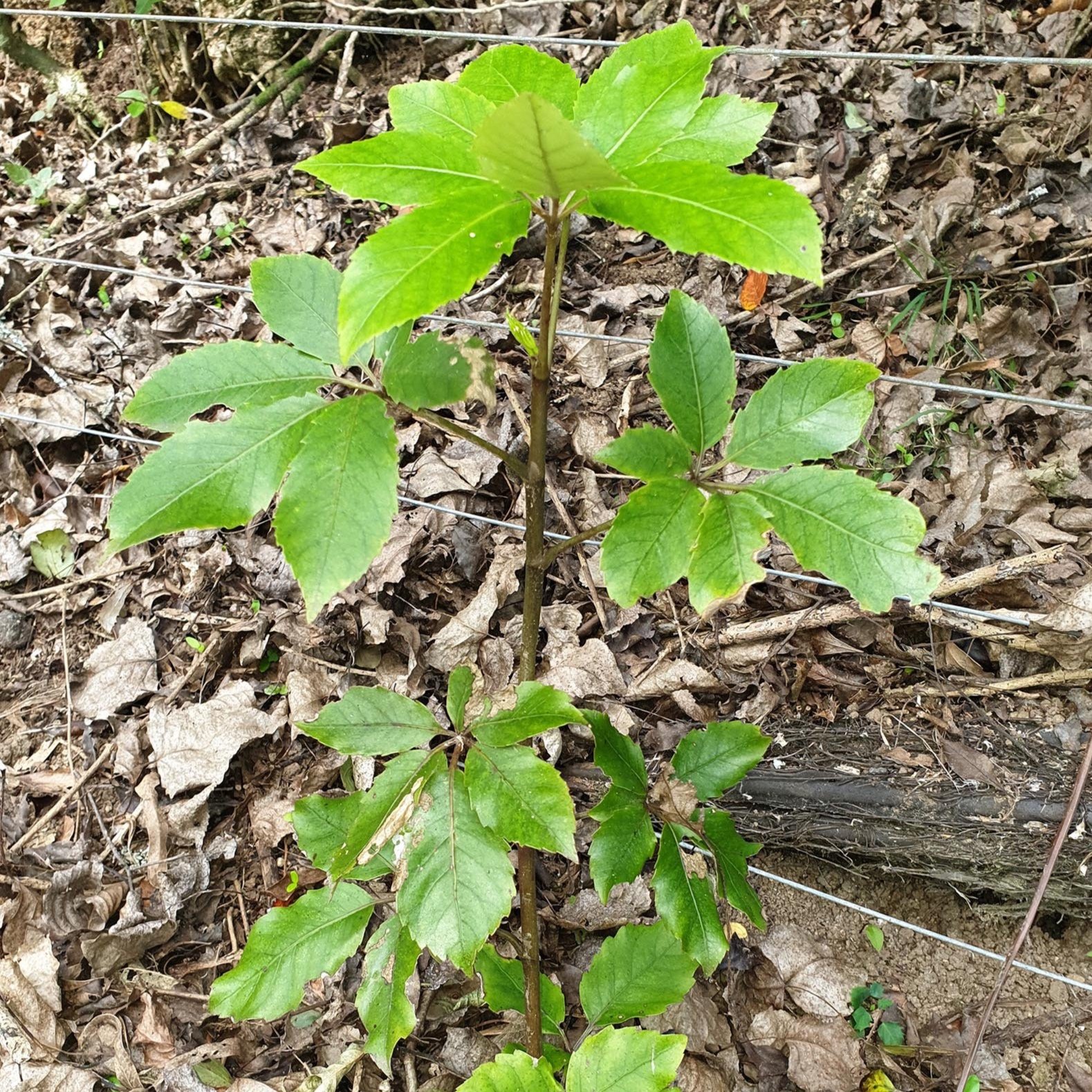 Plants — Natives NZ