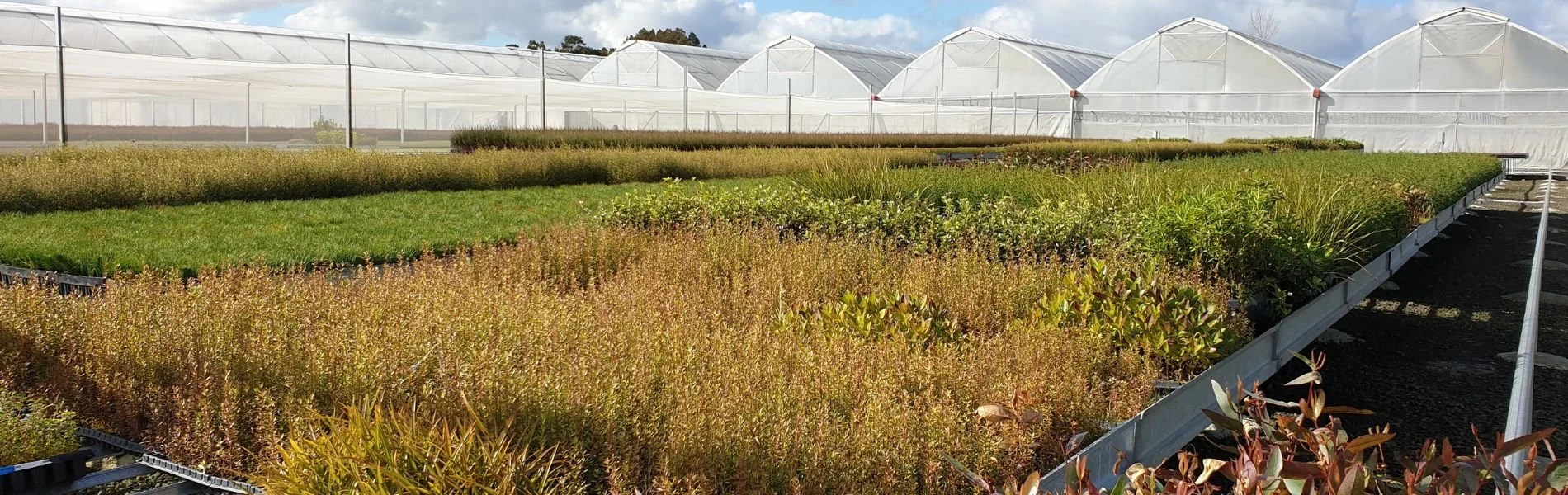 Plants — Balanced Forestry NZ