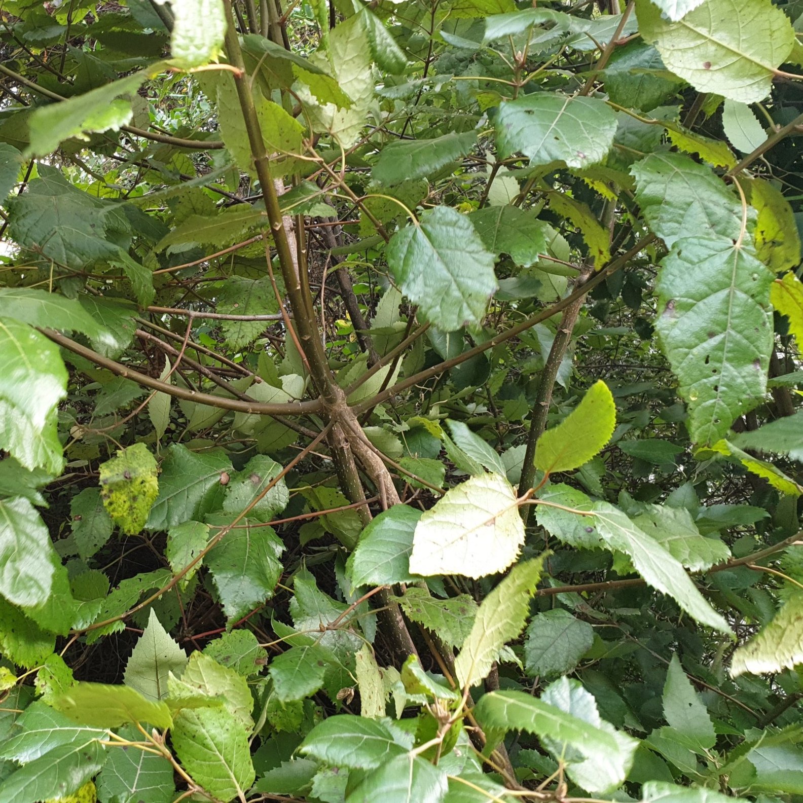 Plants — Natives NZ