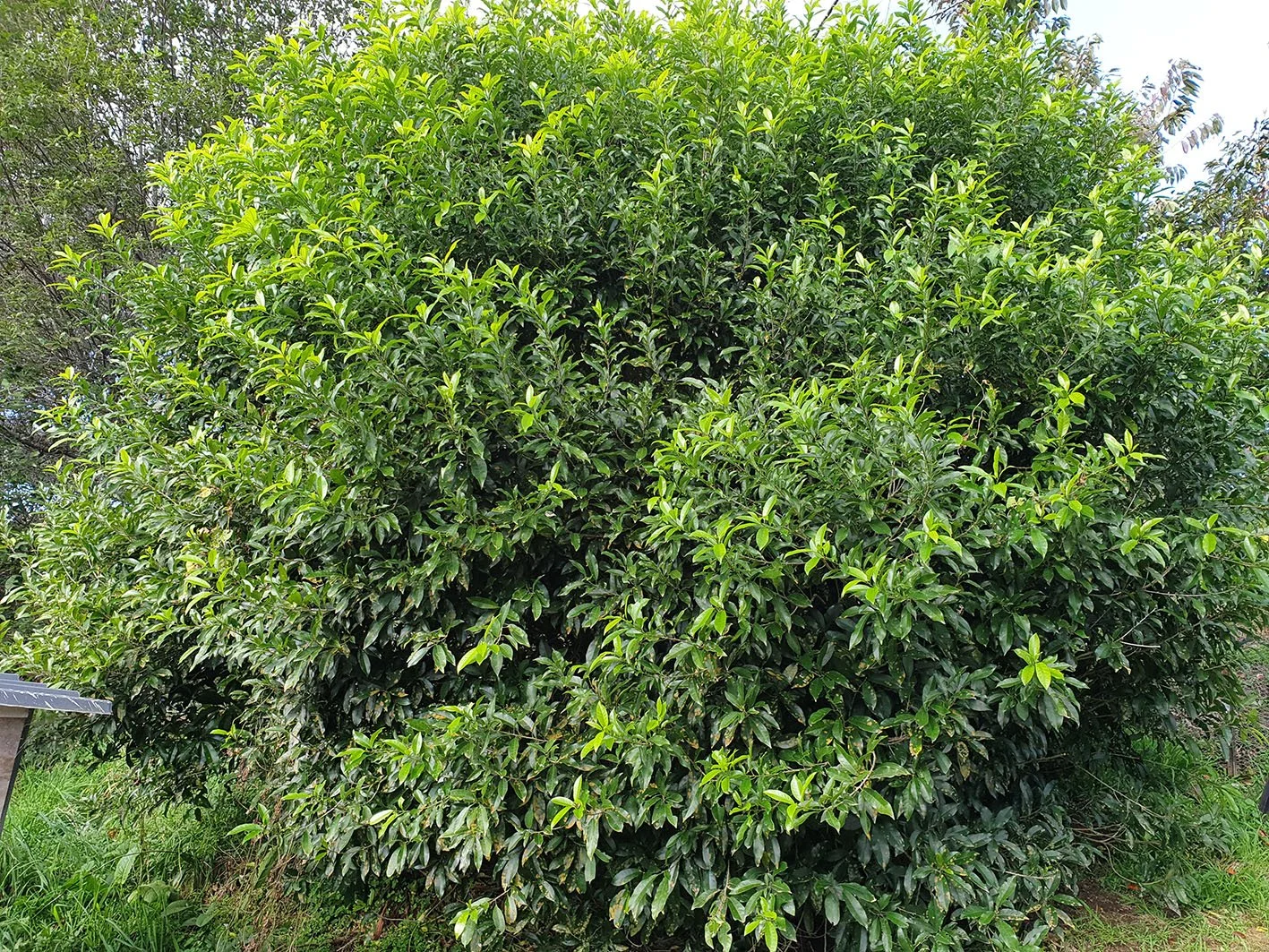 Plants — Natives NZ