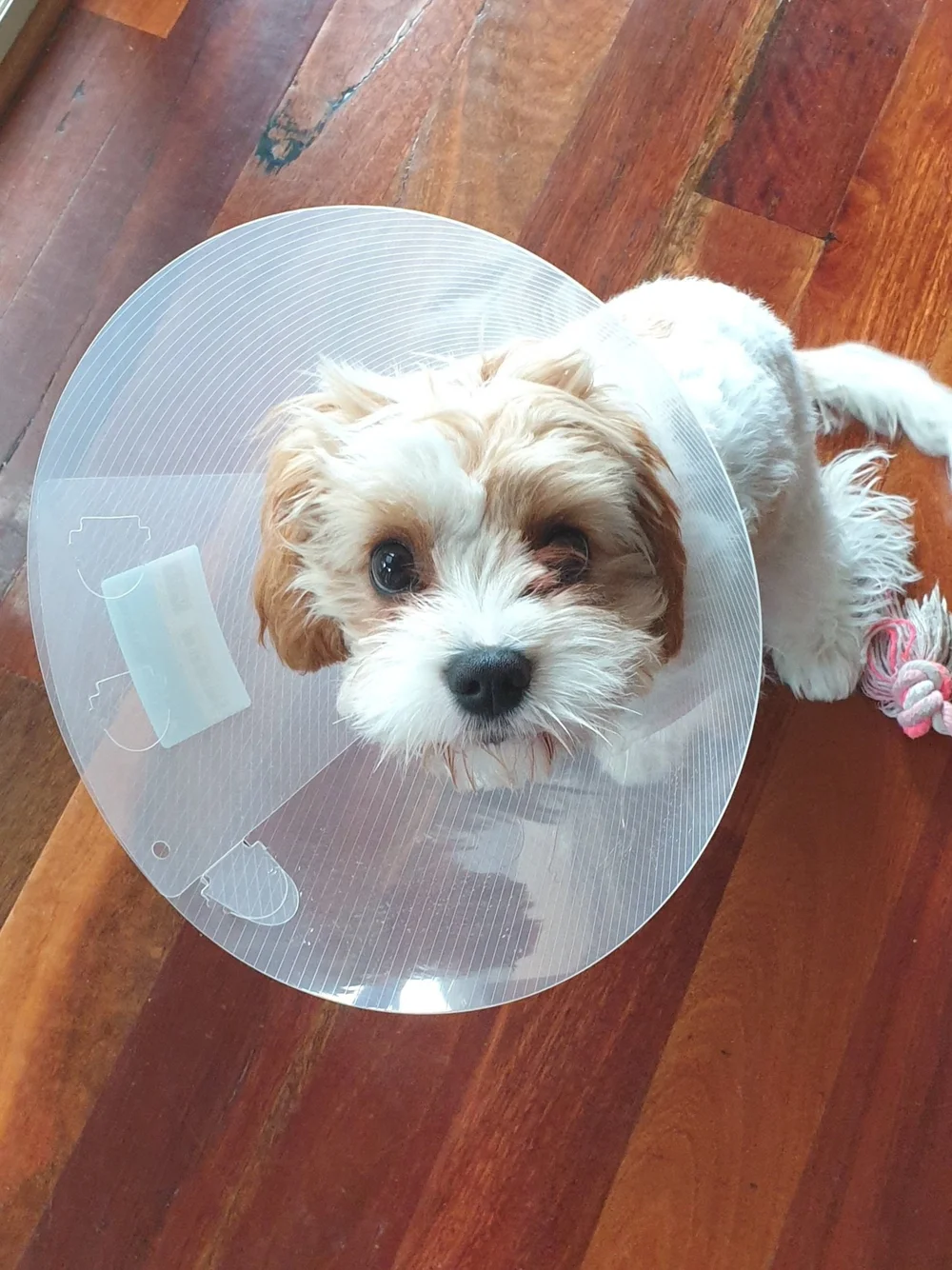 5 Comfortable Alternatives To The ‘Cone Of Shame’ — Healthy Happy Paws