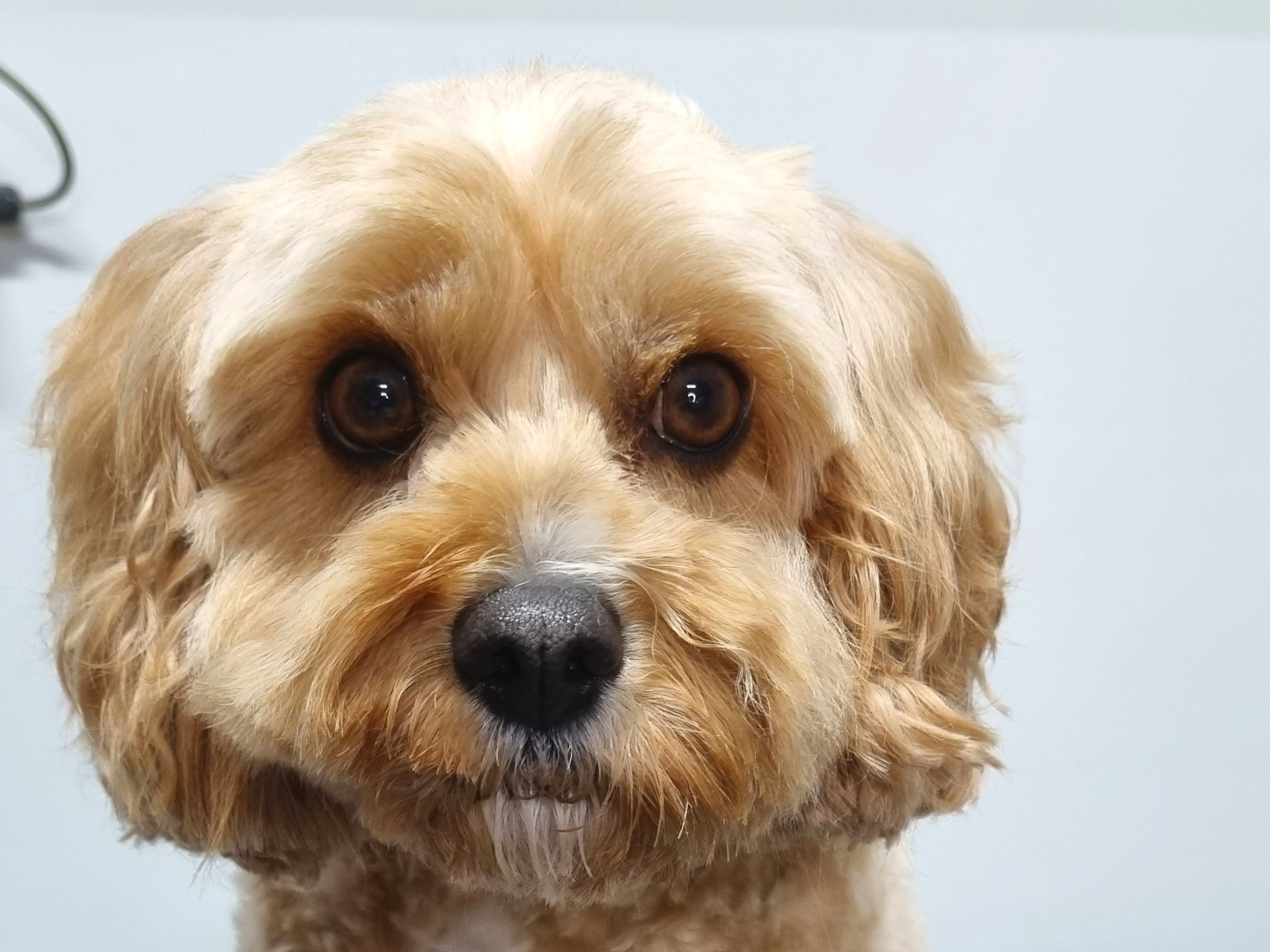 How To Groom Your Cavoodle's Face — Healthy Happy Paws