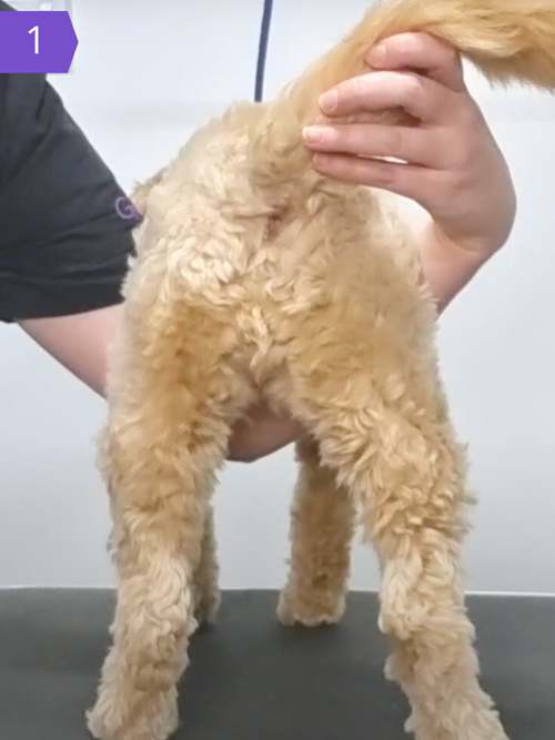 How To Shave Your Dog’s Bum — Healthy Happy Paws