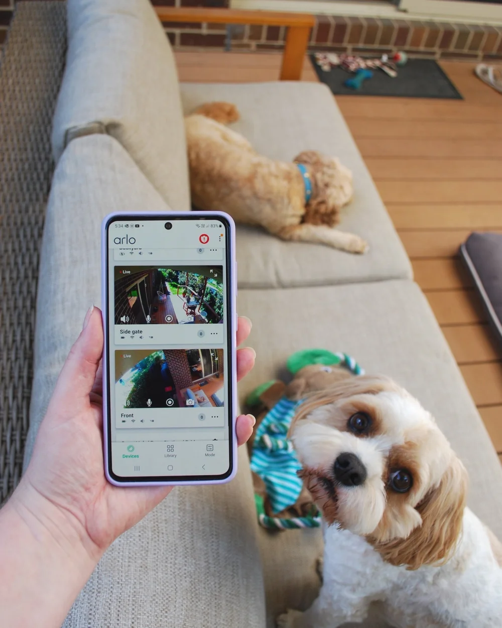 Keeping An Eye On Your Pup: How Security Cameras Bring Peace Of Mind ...