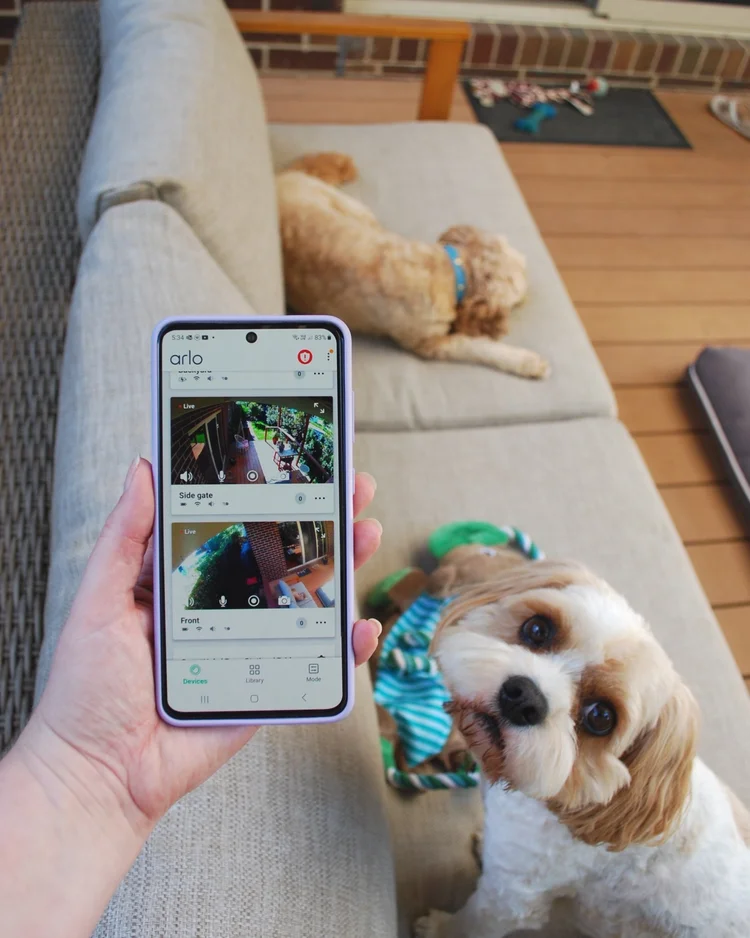 Keeping An Eye On Your Pup: How Security Cameras Bring Peace Of Mind ...