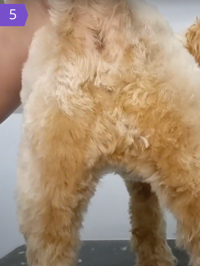 How To Shave Your Dog’s Bum — Healthy Happy Paws