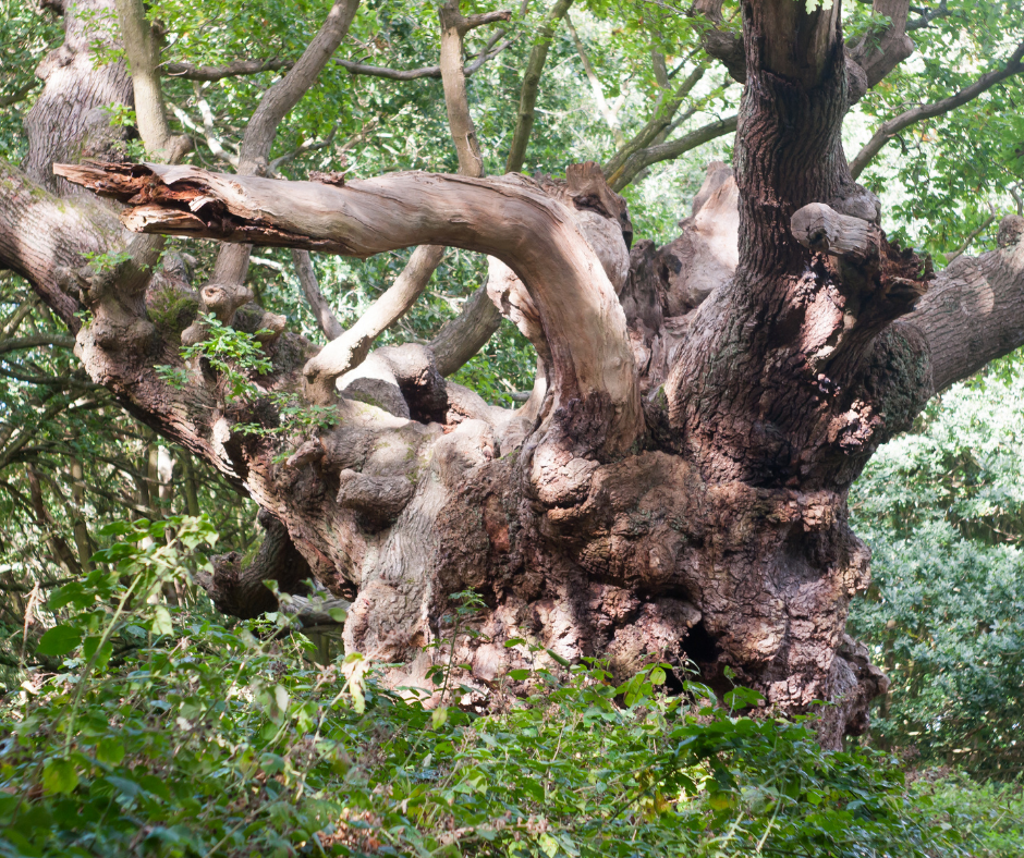 Mistley — Manningtree Museum