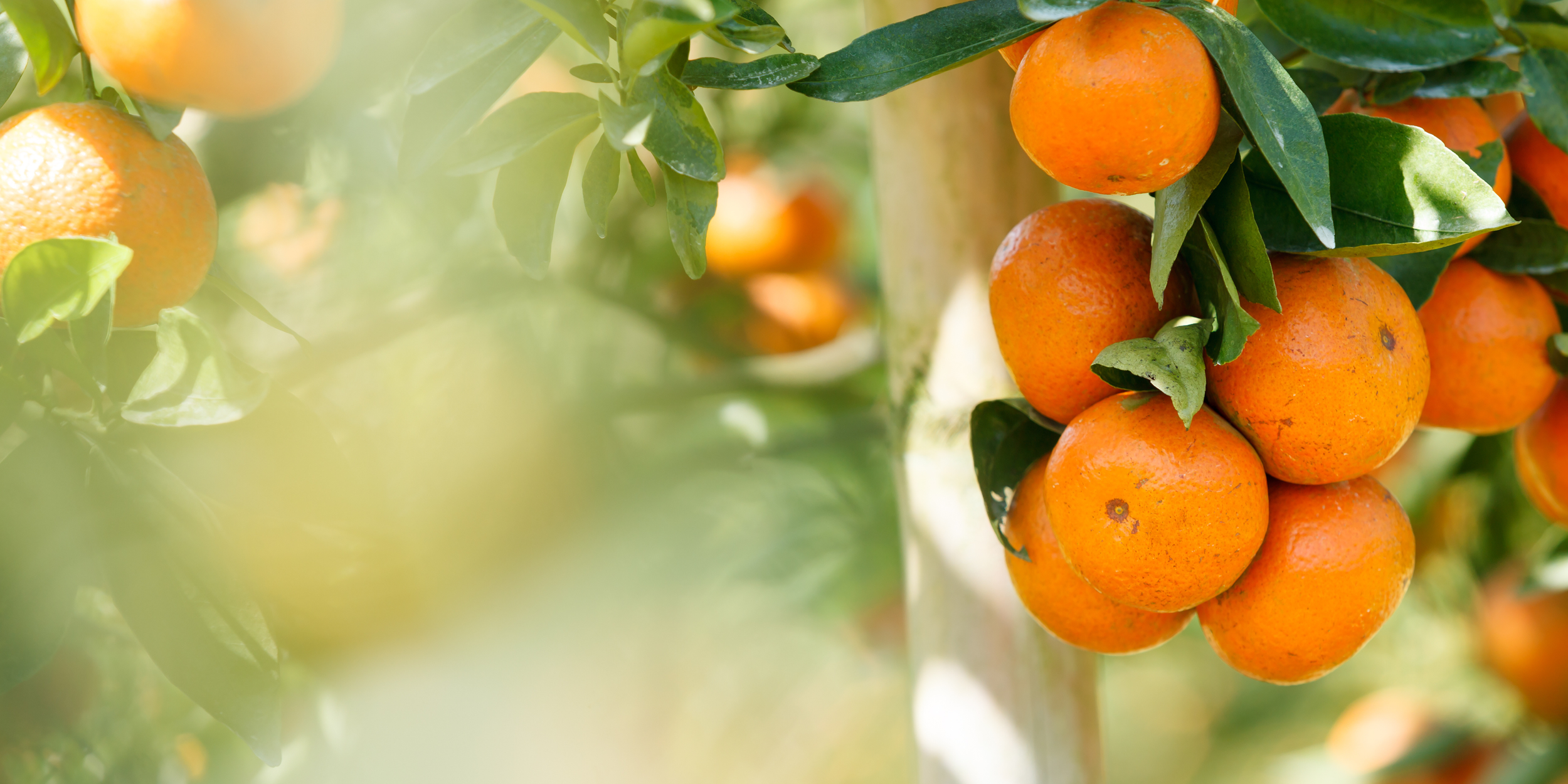 PROGRAMS — The HUB OC