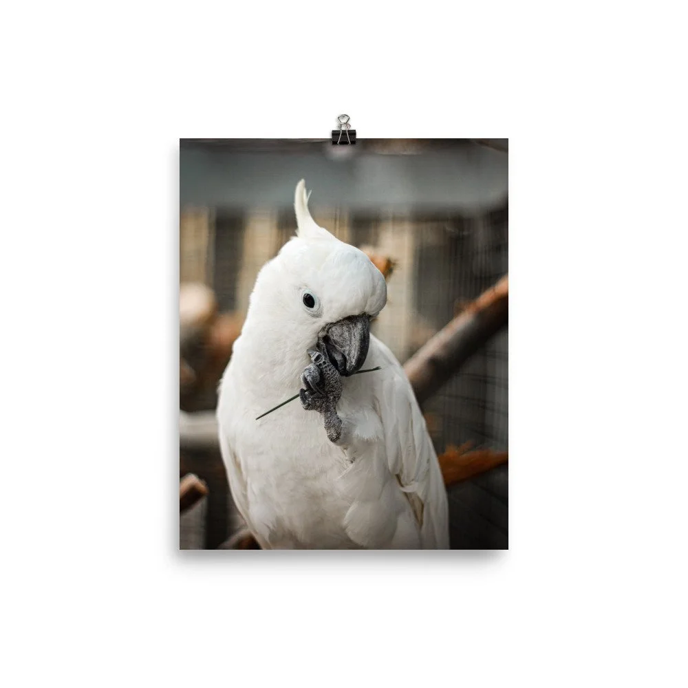 George Poster — Borth Animalarium