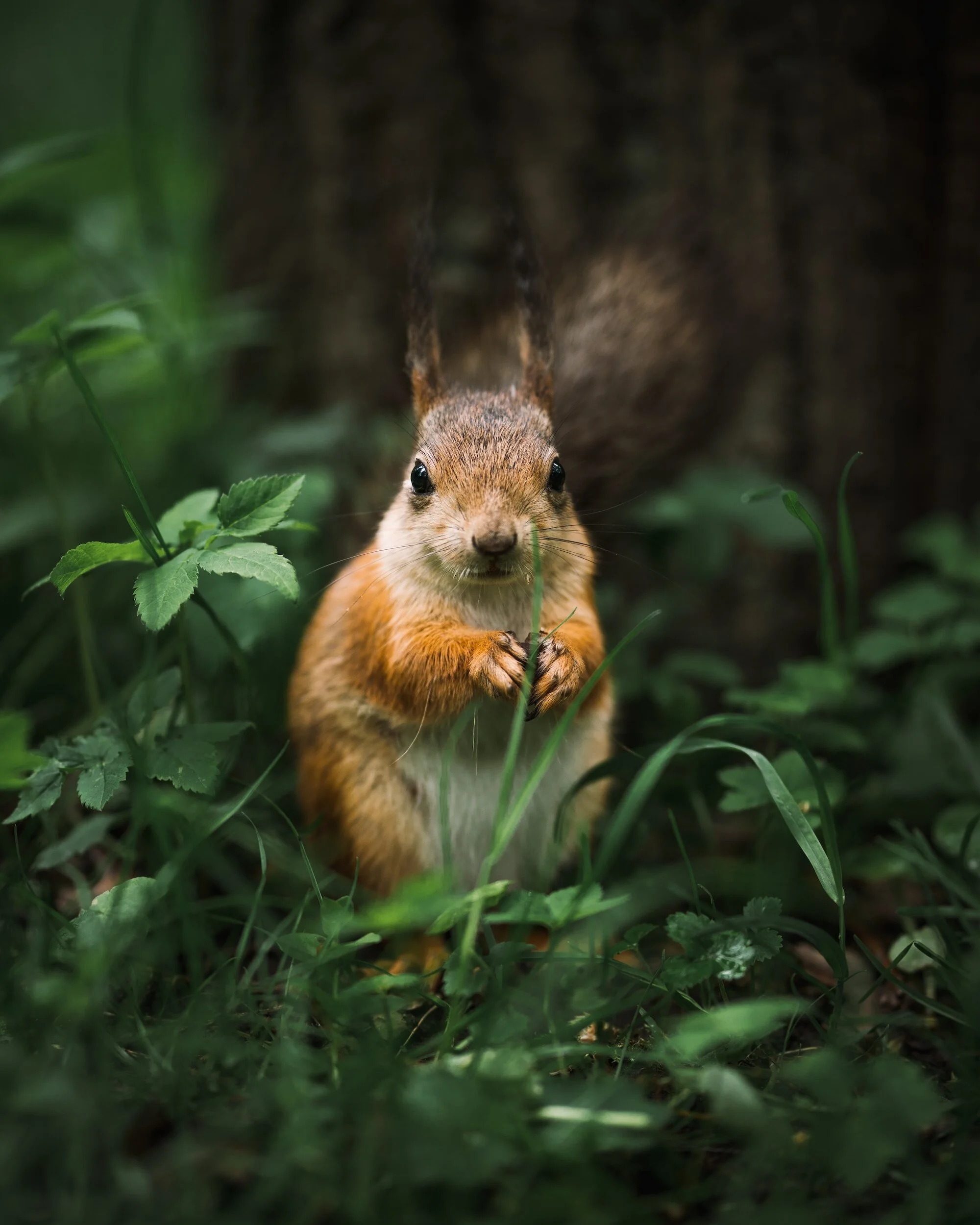 Adult ADHD Therapy and Resources — Dr. Christine Henry