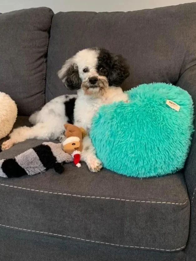 My Dog Has Prostate Cancer: What I’ve Learned About Care, Coping, and ...